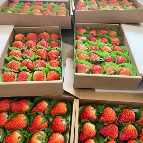 Strawberry Packaging UK – Custom Boxes with Free Shipping